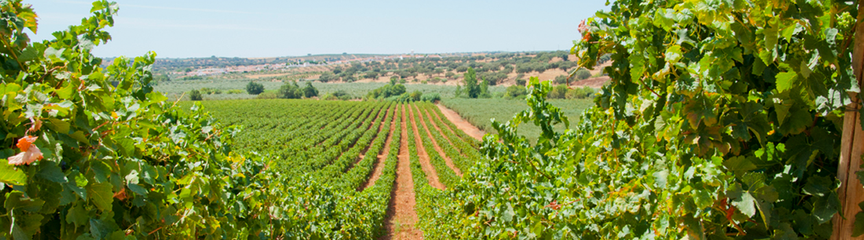 Casa Agricola H·M·R - Vänersborgsvinagentur AB